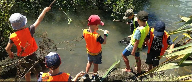 Exploring Auckland Mangroves: A Guide to Preservation