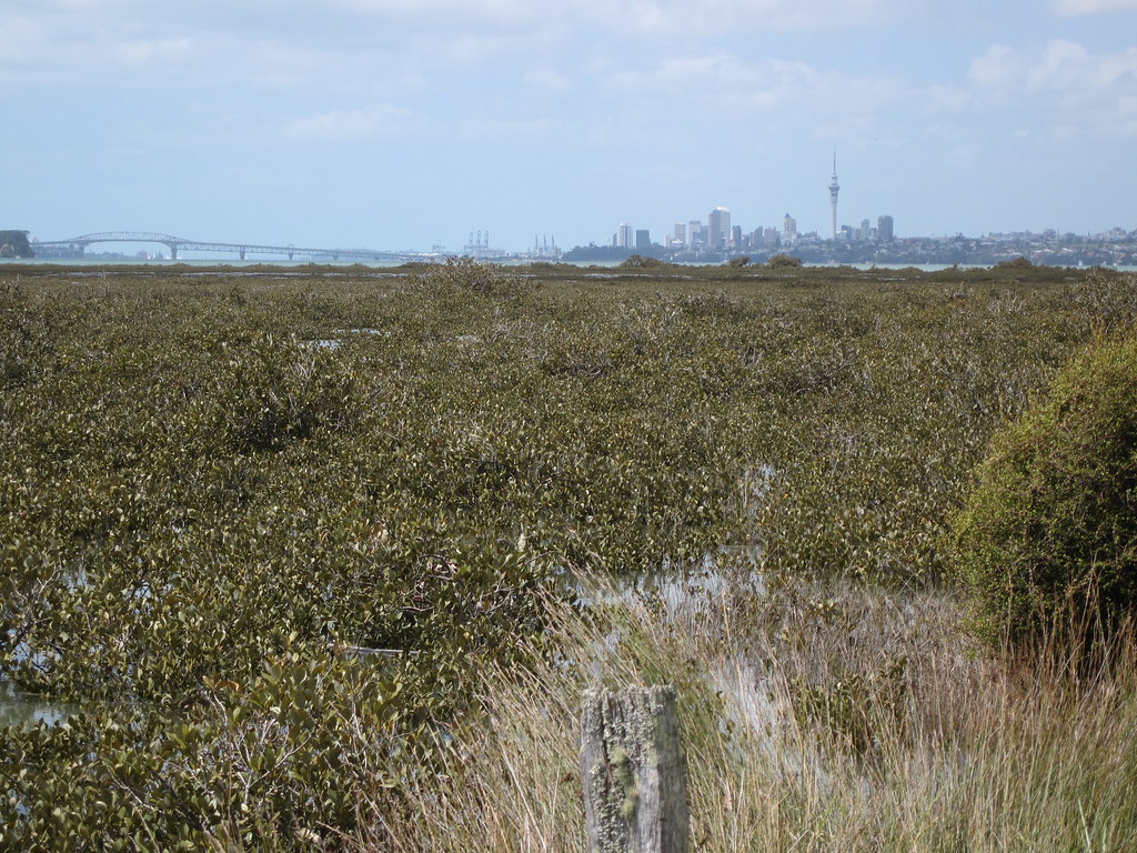 Exploring Auckland Mangroves: A Guide to Preservation