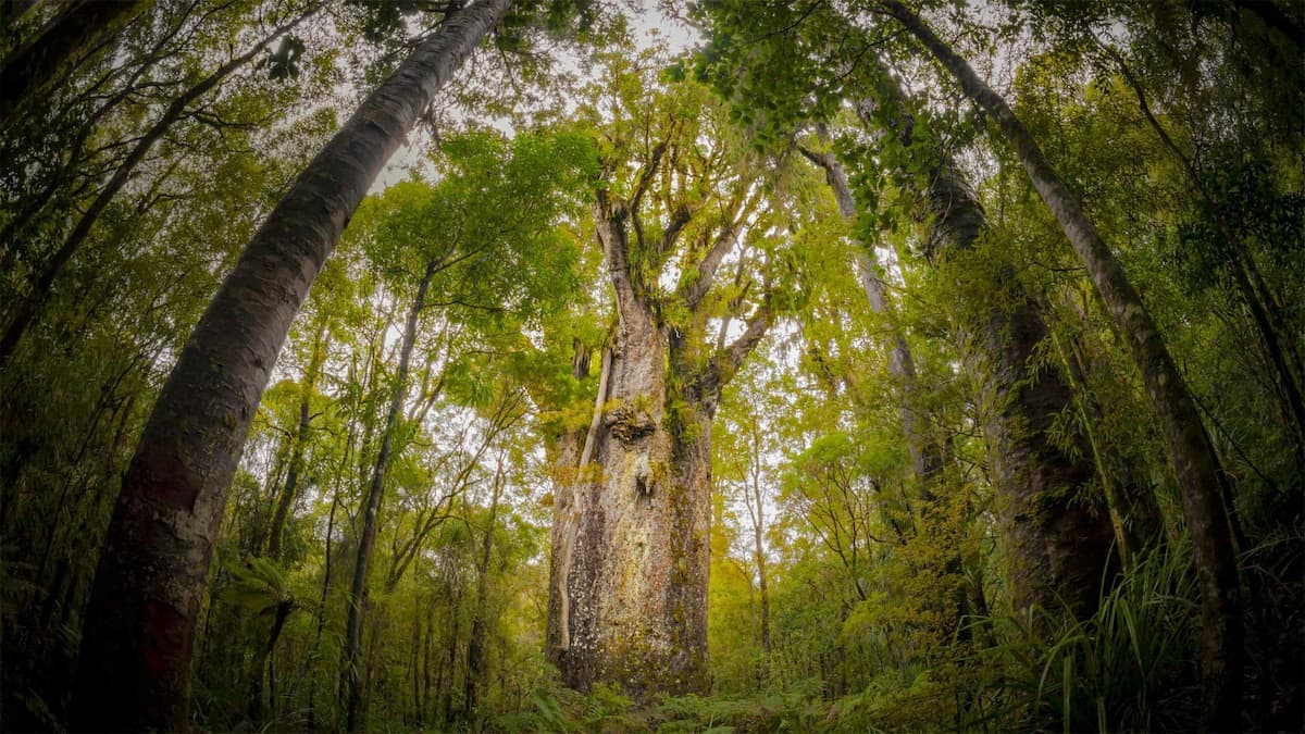 Natural Wonders of New Zealand - Tours and Inspiration in NZ