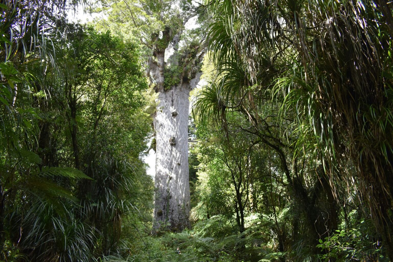 Natural Wonders of Auckland - New Zealand