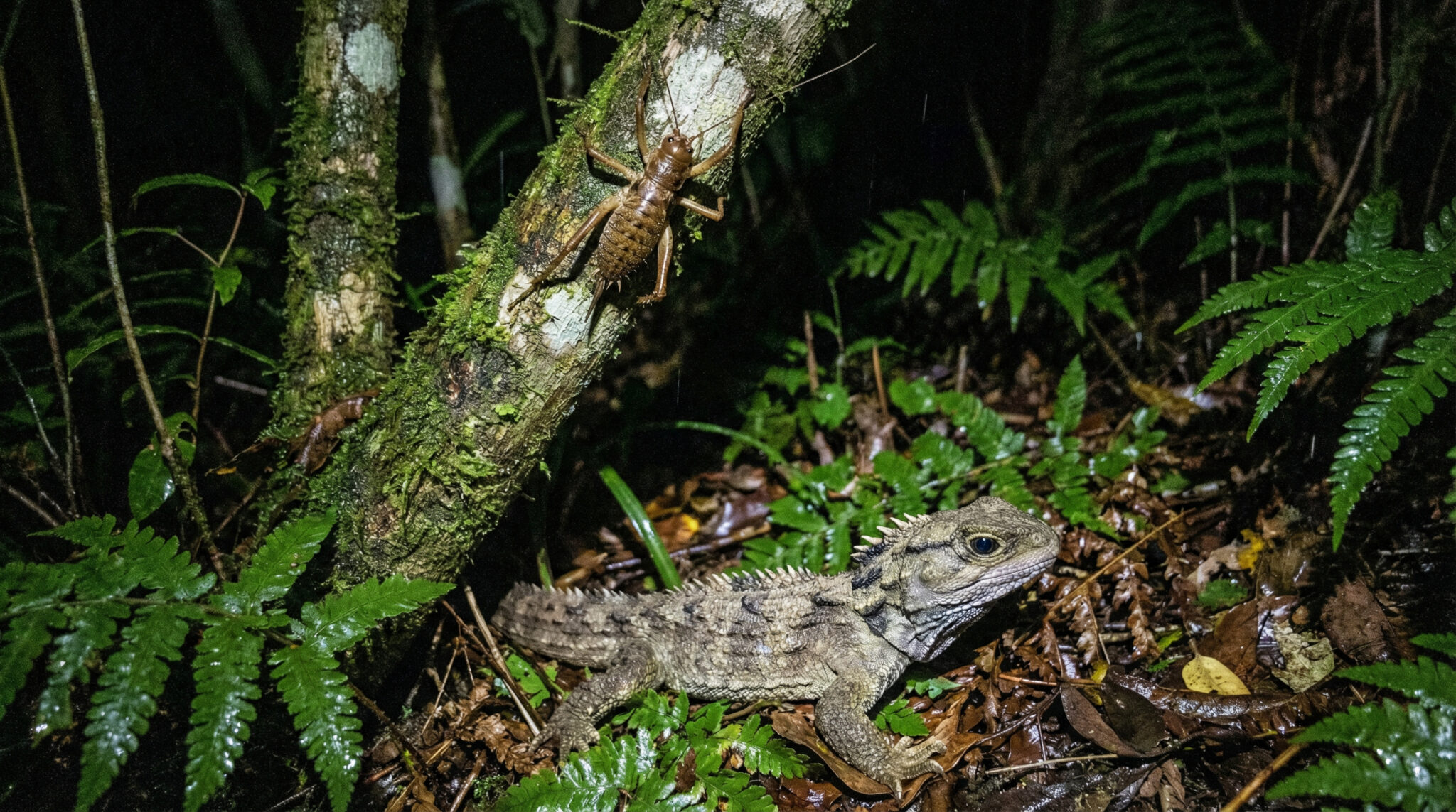 Tuatara New Zealand | Where to See Living Fossils in Auckland