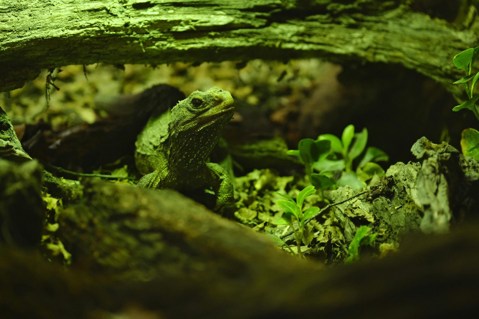 Tuatara New Zealand | Where to See Living Fossils in Auckland